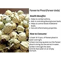 NATURE YARD Paneer Phool for diabetes-Paneer Dodi/ Doda / Withania Coa